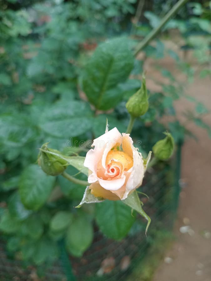 Beautiful Orange Colour Rose with Buds on a Tree Stock Image - Image of ...