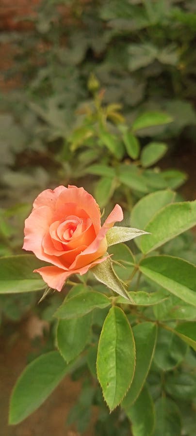 A Beautiful Orange Colour Rose Flower Stock Photo - Image of blossom ...
