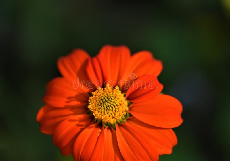 Beautiful Orange Coloured Daisy Flower Closeup Stock Image - Image of ...
