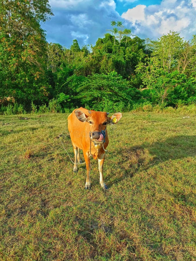 Beautiful Orange Cow Looking at the Camera Stock Image - Image of ...