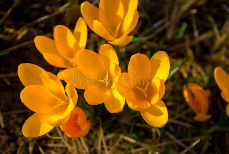 Orange crocuses stock image. Image of blossom, spring - 176333123