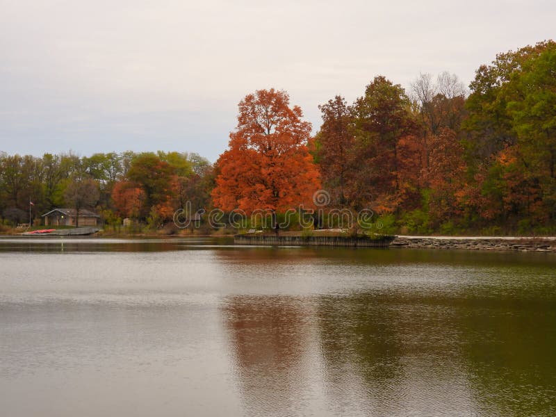 Beautiful Orange Fall Foliage of a Tree on the Banks of a Lake Stock ...