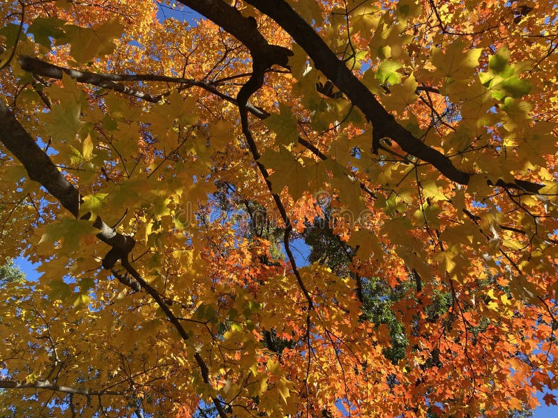 Beautiful Orange Fall Foliage Tree in October in Autumn Stock Image ...