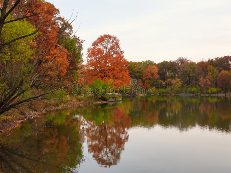 Beautiful Orange Fall Foliage of a Tree Reflected in the Lake Stock ...