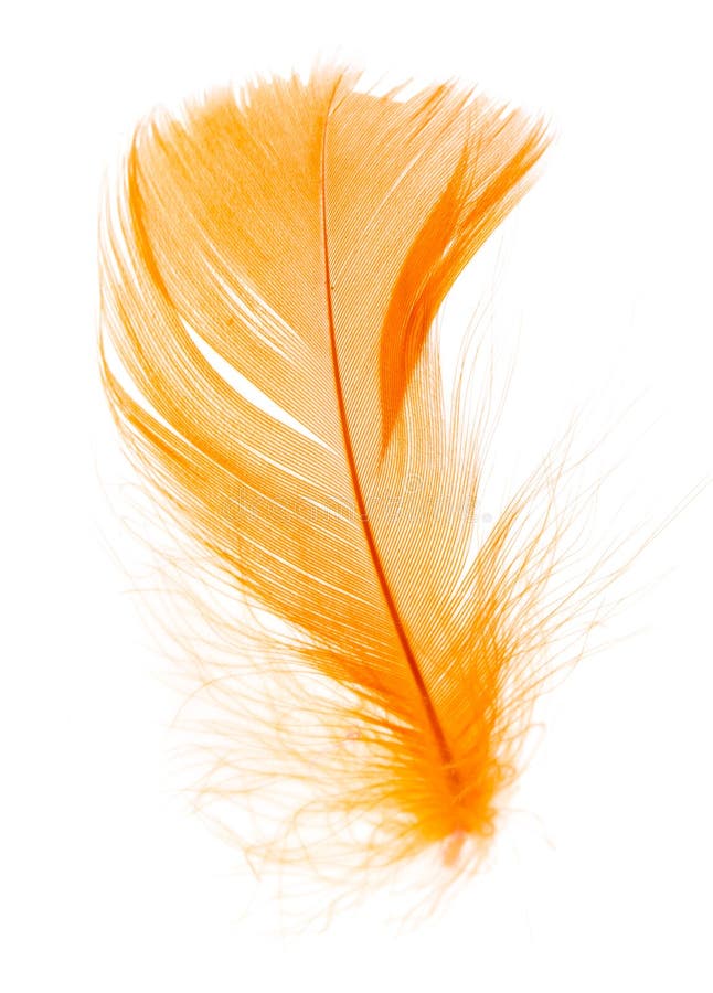 Beautiful Orange Feather on White Background Stock Image - Image of ...