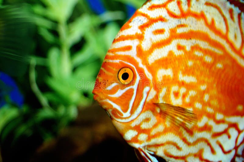 Sea Slug stock image. Image of exploration, world, surface - 6480737