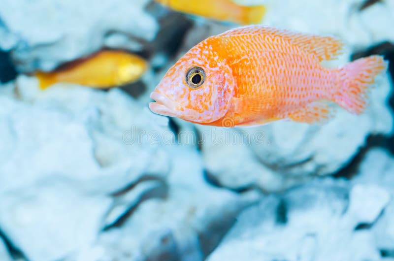 Beautiful Orange Fish Swim in the Aquarium Stock Image - Image of swims ...