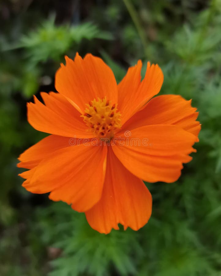 Beautiful Orange Flower that Blooms Perfectly Stock Image - Image of ...