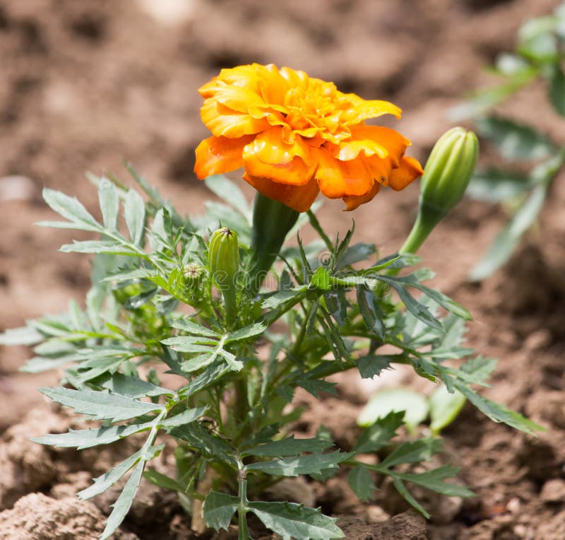 Beautiful Orange Flower in Nature Stock Image - Image of bloom ...