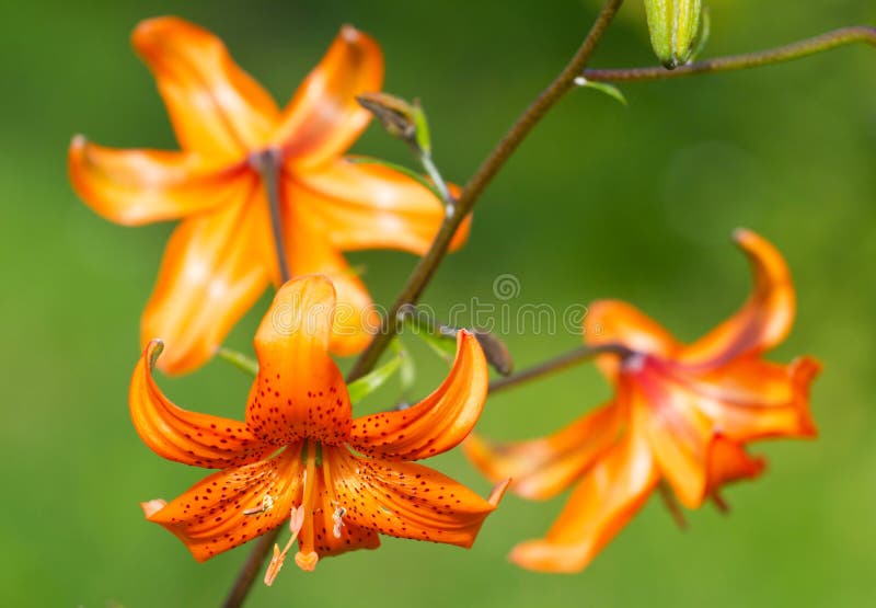 Beautiful orange flowers stock photo. Image of lily, fresh - 23266950