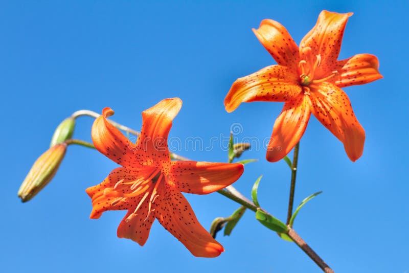 Beautiful orange flowers stock photo. Image of freshness - 24112356