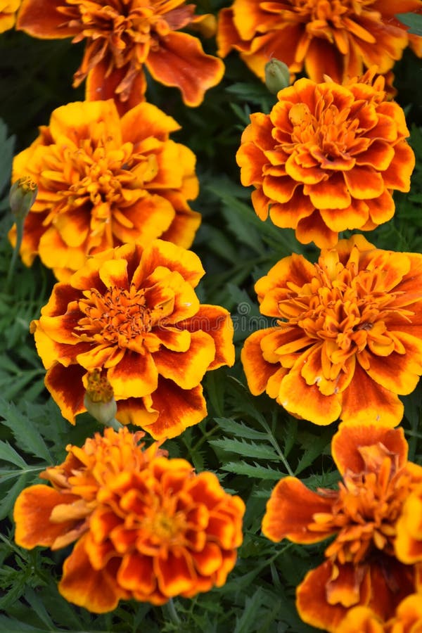 Beautiful Orange Flowers stock photo. Image of easter - 95098570