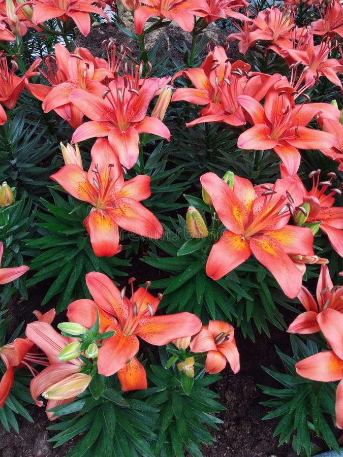 Beautiful Orange Flowers in the Garden Stock Photo - Image of flower ...
