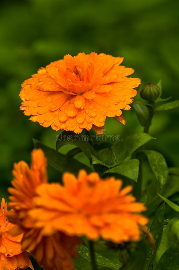 Beautiful Orange Flowers in a Garden Stock Image - Image of drop ...