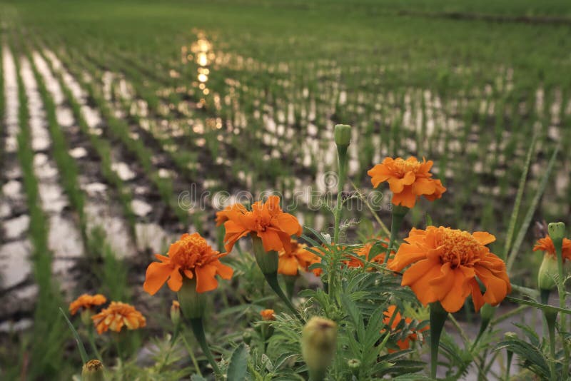Beautiful Orange Flowers Growing in the Rice Fields. Stock Image ...