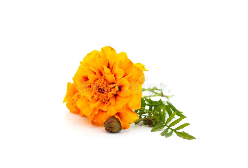 Beautiful orange flowers stock photo. Image of marigold - 270781658