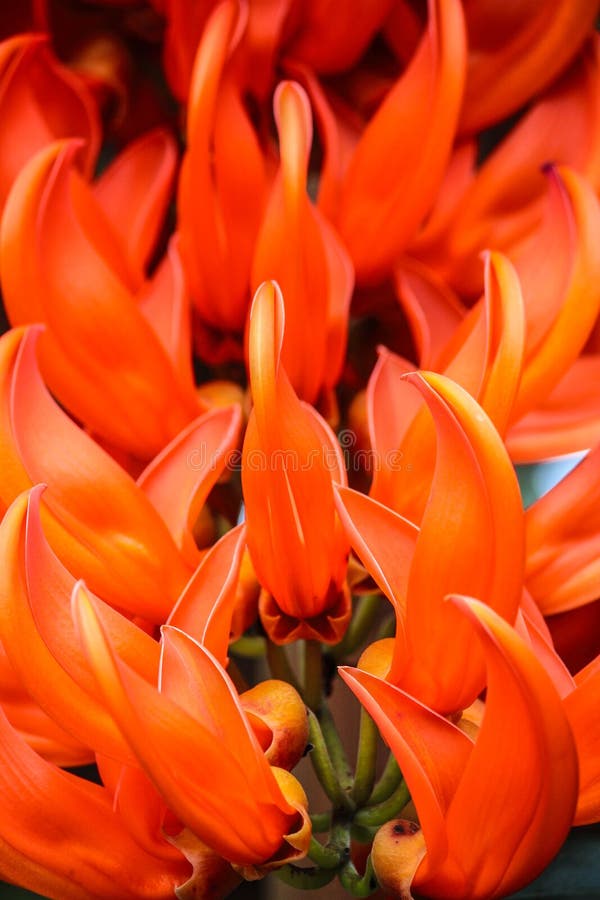 Beautiful orange flowers stock image. Image of vine, yellow - 34463567