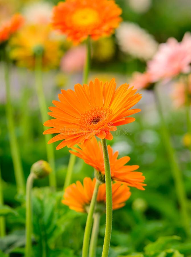 Beautiful Orange Gerbera Blooming in the Garden Stock Photo - Image of ...