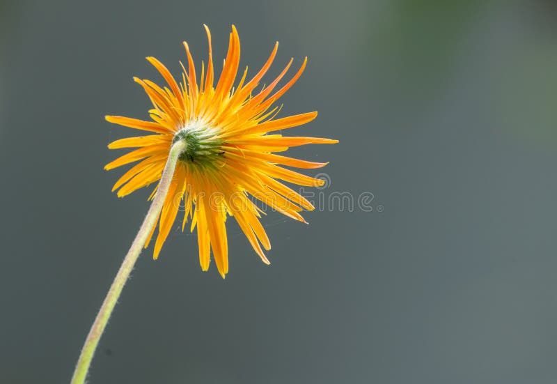 Beautiful Orange Gerbera Daisy Flower View from the Back Stock Photo ...
