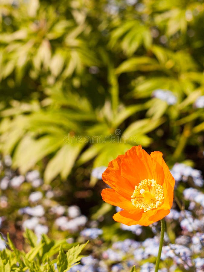 A Beautiful Orange Head Poppy in the Spring Light Stock Image - Image ...