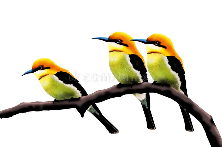 Ricebirds Stock Illustrations – 1 Ricebirds Stock Illustrations ...