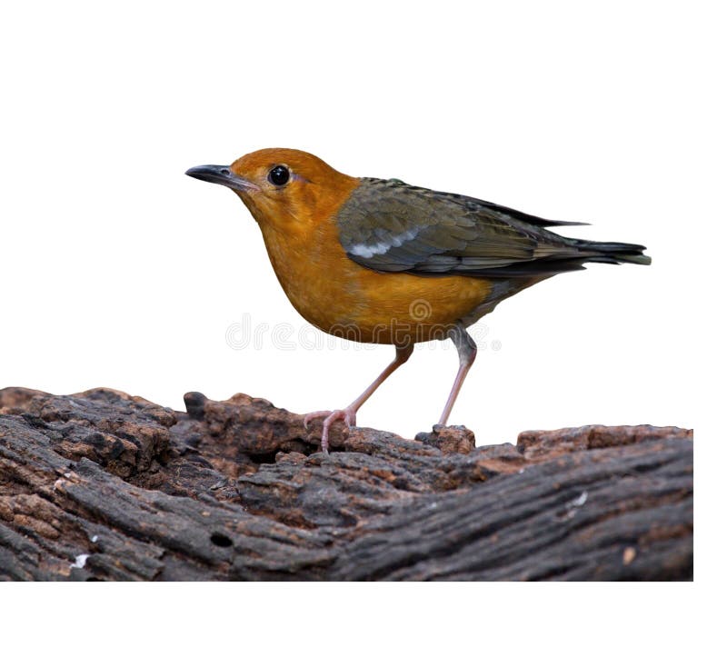 Beautiful Orange-headed Thrush Bird Perched on a Tree Branch Isolated ...