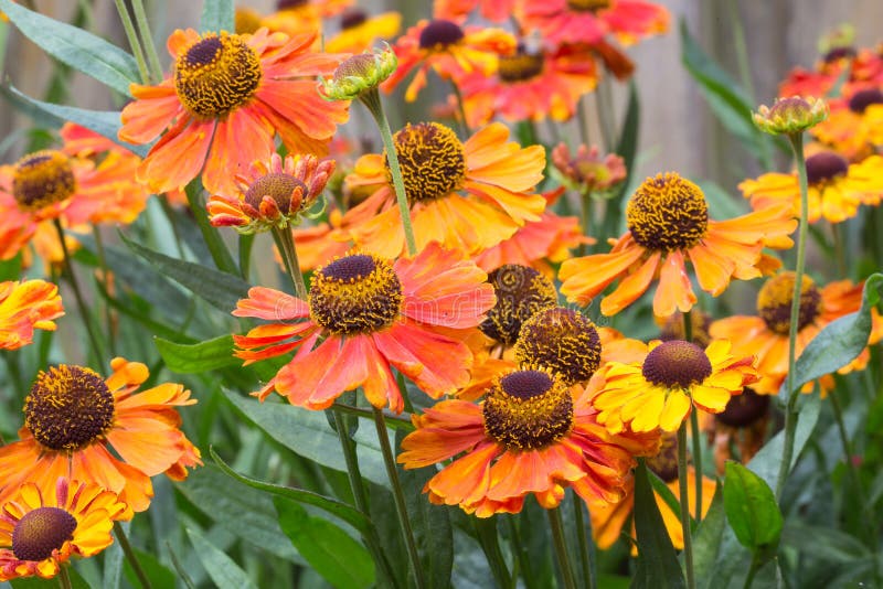 Helenium flowers stock photo. Image of flora, orange - 60757460