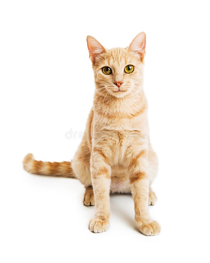 Beautiful Orange Kitty Facing Forward on White Stock Photo - Image of ...