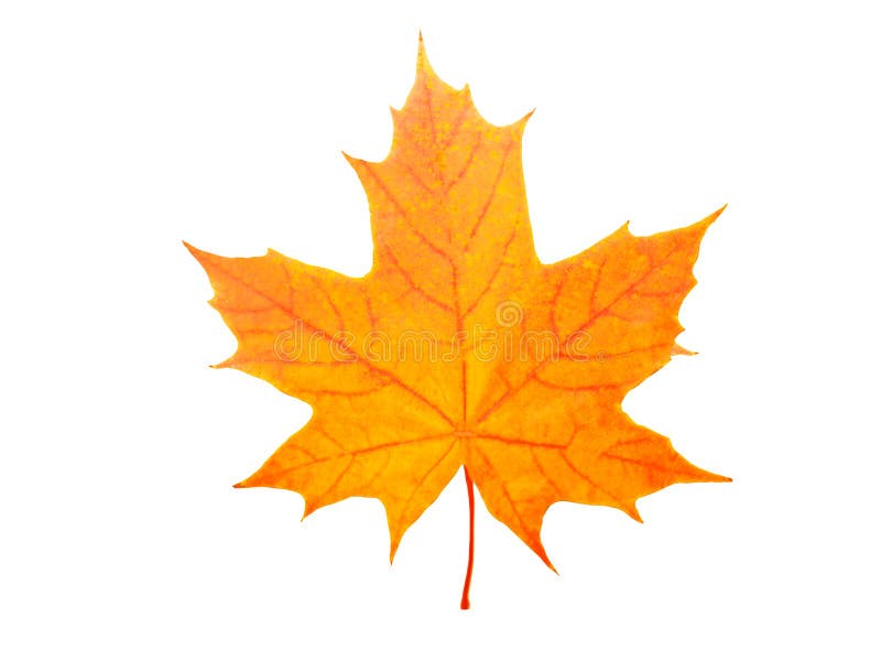 Beautiful Orange Maple Leaf Isolated on White Background Stock Image ...