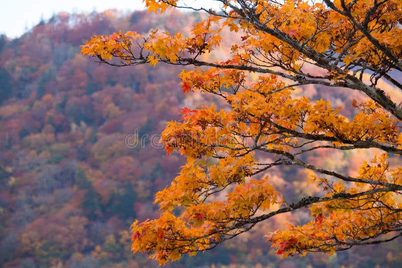 Beautiful Orange Maple Tree in Autumn Stock Photo - Image of garden ...