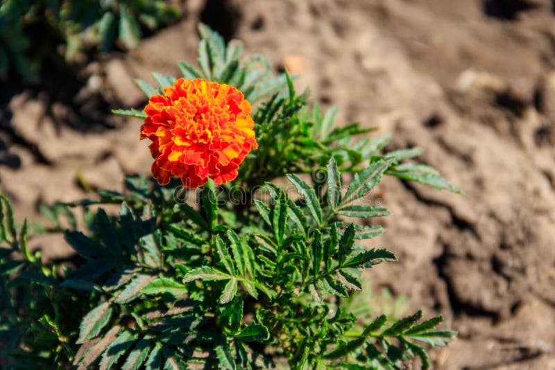 Beautiful Orange Marigold Tagetes Erecta, Mexican Marigold, Aztec ...
