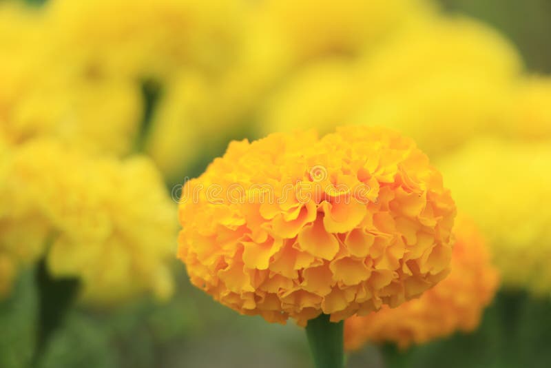 Beautiful Orange Marigold & X28;Tagetes Erecta Marigold, Mexican ...