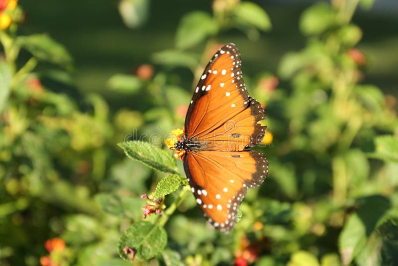 Beautiful Orange Monarch Butterfly on Plant Outdoors Stock Image ...