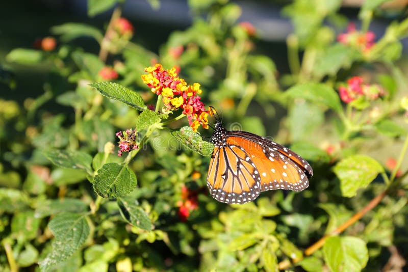 Beautiful Orange Monarch Butterfly on Plant Outdoors Stock Photo ...