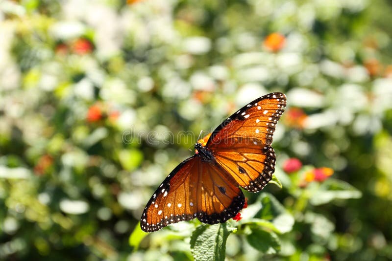 Beautiful Orange Monarch Butterfly on Plant Outdoors, Space for Text ...