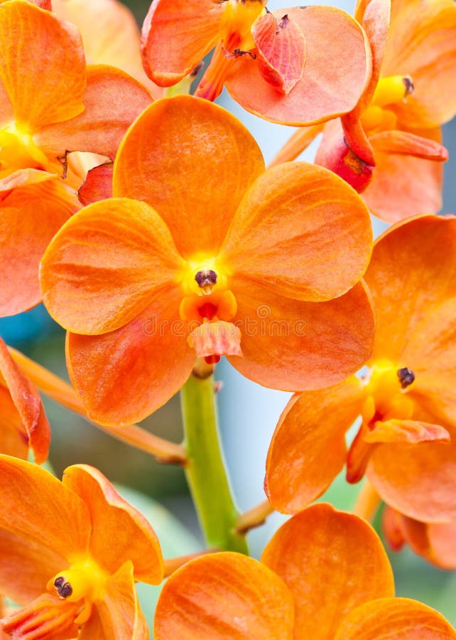 Beautiful orange orchid stock image. Image of fresh, garden - 31453199
