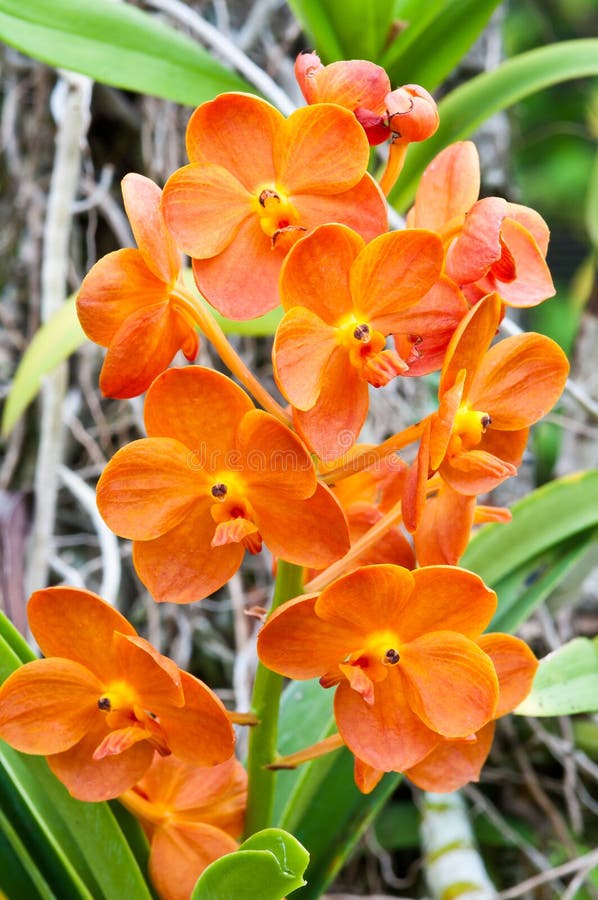 Beautiful orange orchid stock photo. Image of plant, growth - 31453202