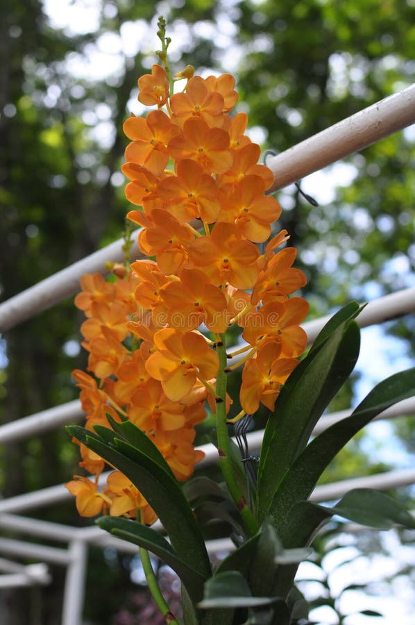 Beautiful Orange Orchids stock photo. Image of plant - 43048062