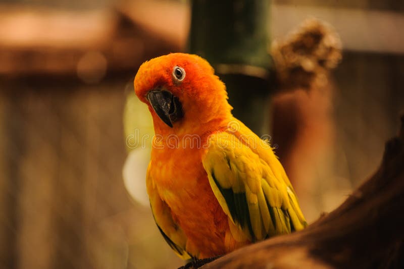 Beautiful Orange Parrot ,sun Conure Stock Image - Image of perch ...