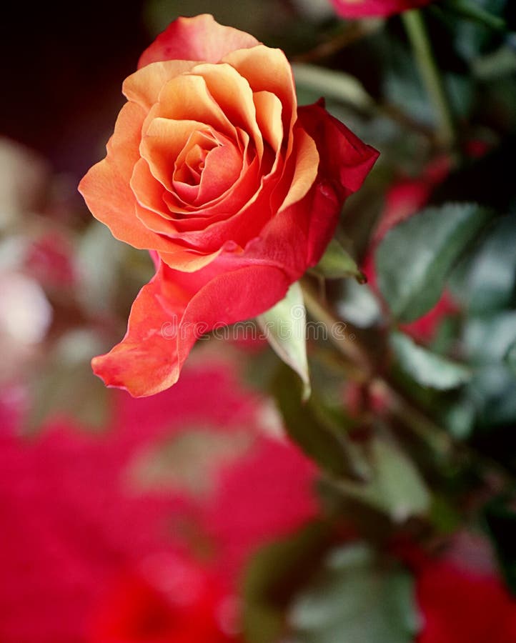 Orange and Pink Rose, Soft Focus Stock Image - Image of flora, botany ...