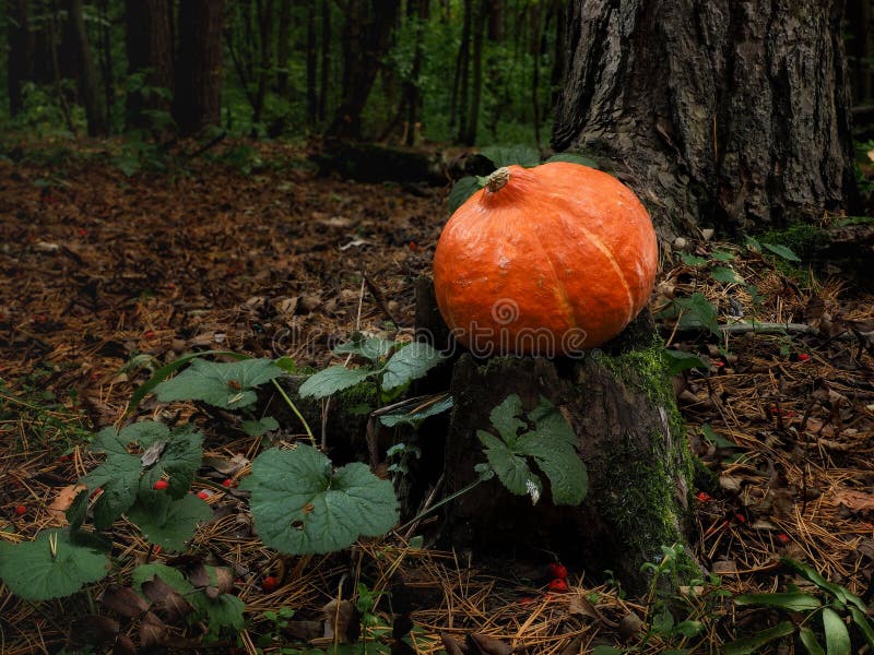 Beautiful Orange Pumpkin in the Dark Forest Stock Image - Image of ...