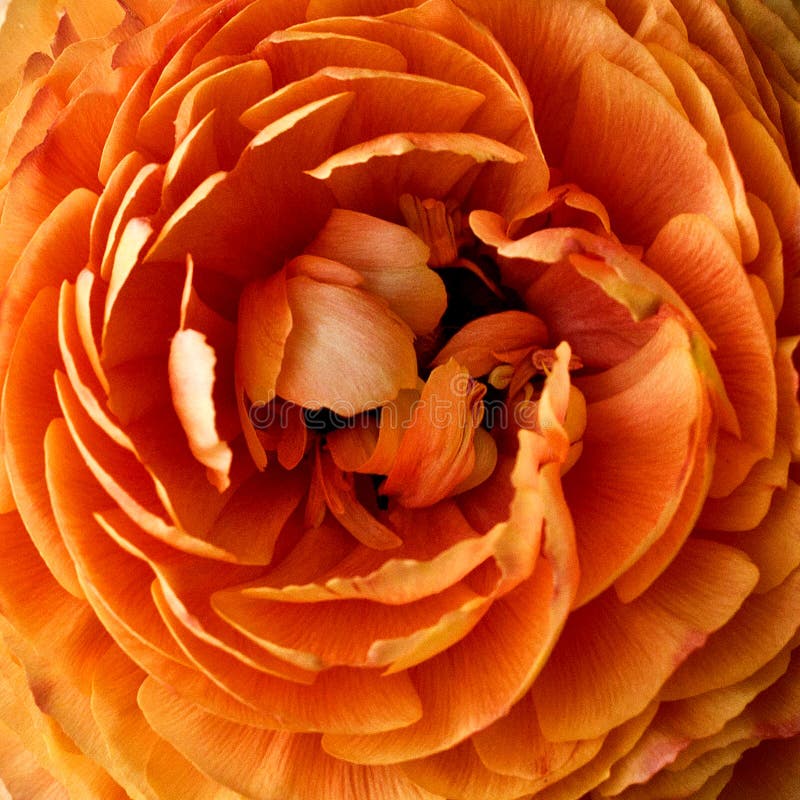 Beautiful Orange Ranunculus Flower Close Up Stock Image - Image of ...