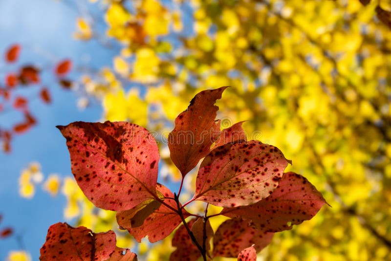 Beautiful Orange and Red Autumn Forest in Hungary Stock Image - Image ...