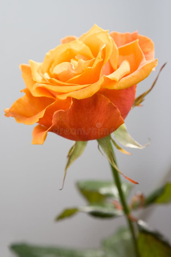 Beautiful orange rose stock photo. Image of macro, bright - 18370320