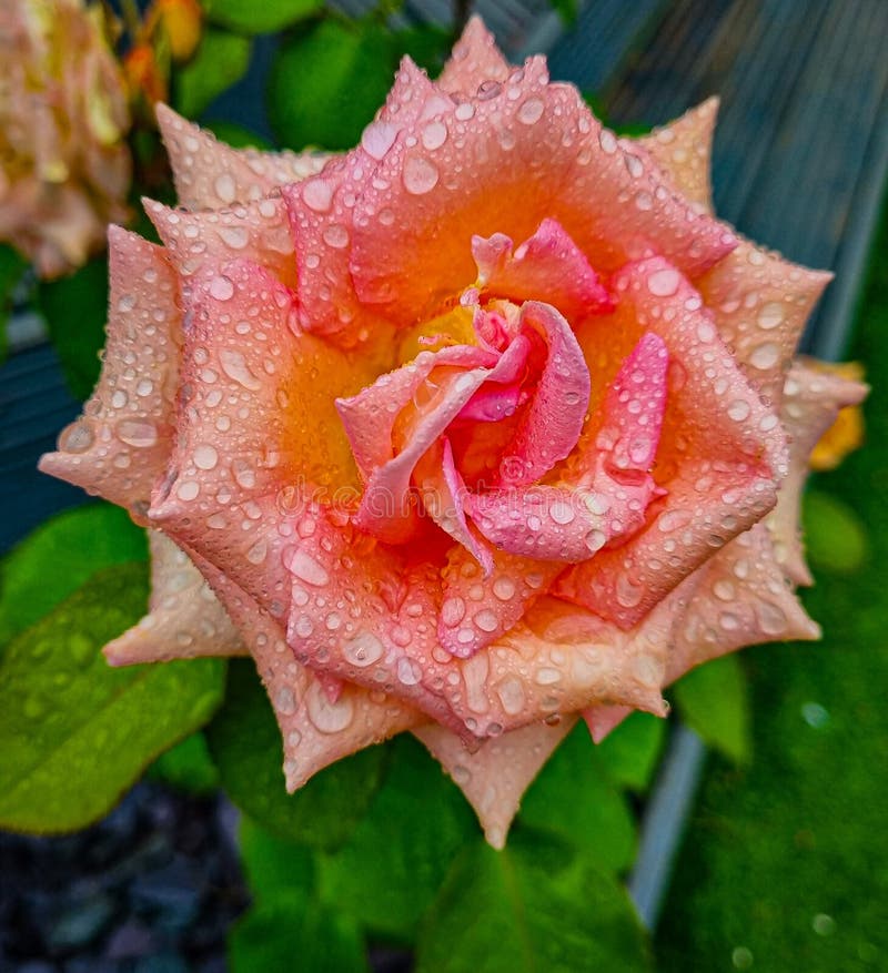 Beautiful Orange Rose stock image. Image of rose, orange - 233428801