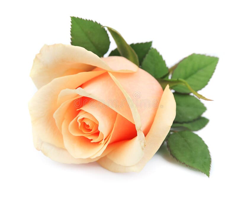 Beautiful orange rose stock image. Image of romantic - 27439945