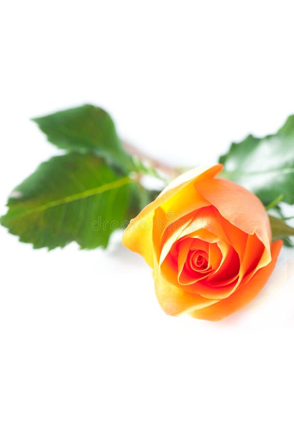 Beautiful orange rose stock photo. Image of isolated - 29487790