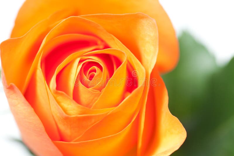 Beautiful orange rose stock photo. Image of romance, petals - 29487874