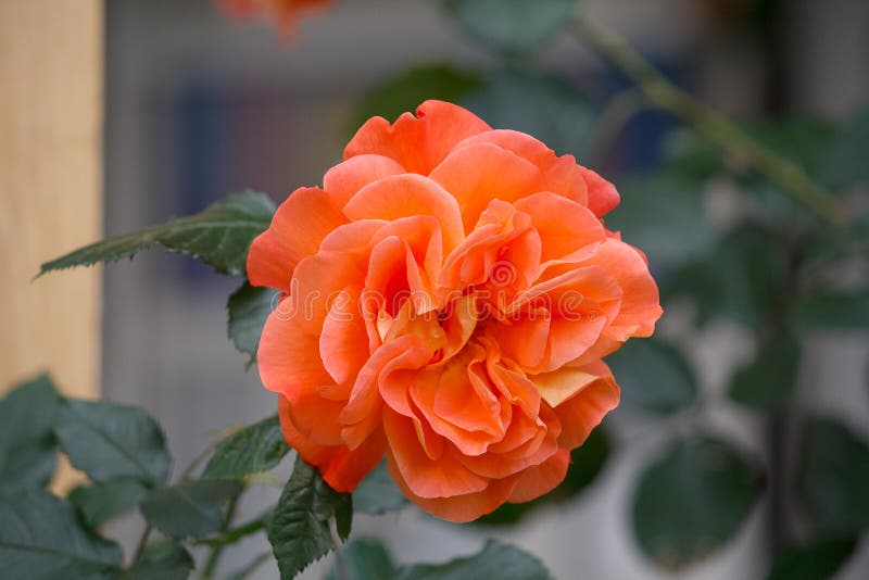 Beautiful Orange Rose in the Garden Closeup Stock Photo - Image of ...