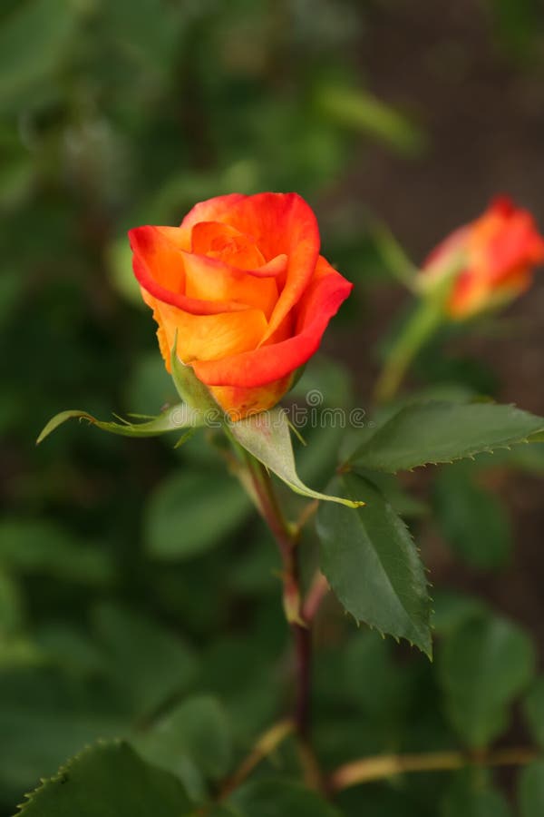 Beautiful Orange Rose Growing in Garden, Closeup Stock Photo - Image of ...